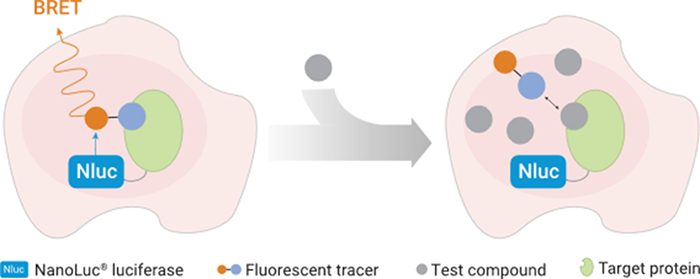 Carna Biosciences, Inc. - NanoBRET™ TE Intracellular Kinase Cell-Based Assay Services